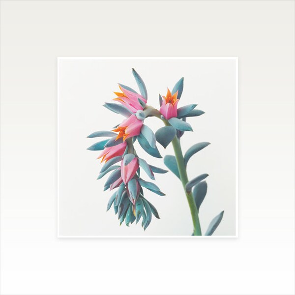 Succulent Photograph - Etsy