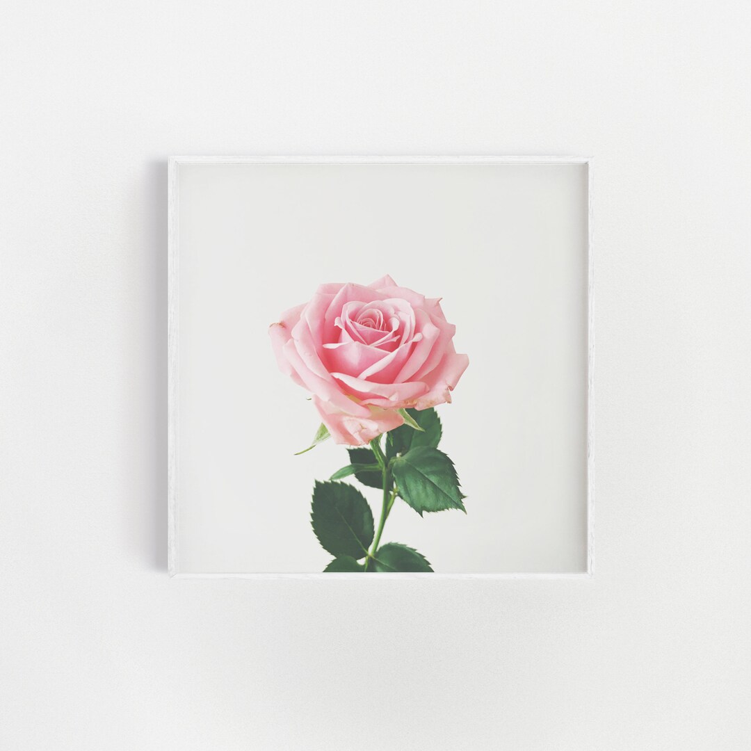 Pink Rose Art Print: Bedroom Wall Decor, Spring Floral - Etsy