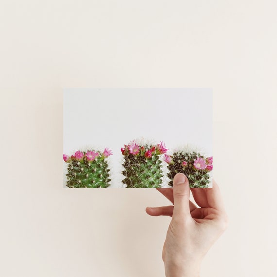Three Flowering Cacti Cactus Greeting Card Botanical Card Greeting ...