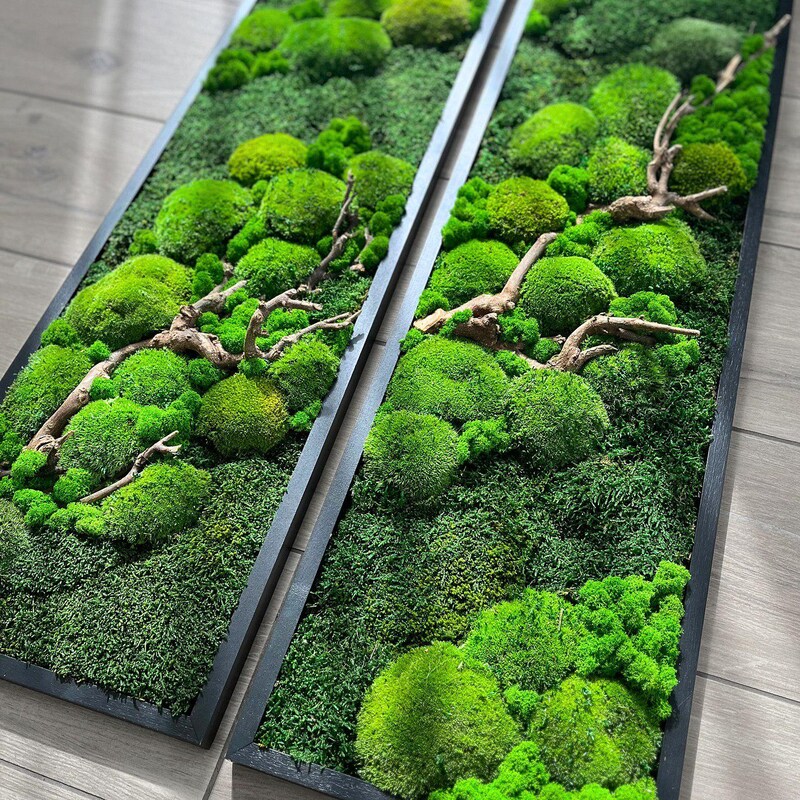 Preserved Moss - Etsy