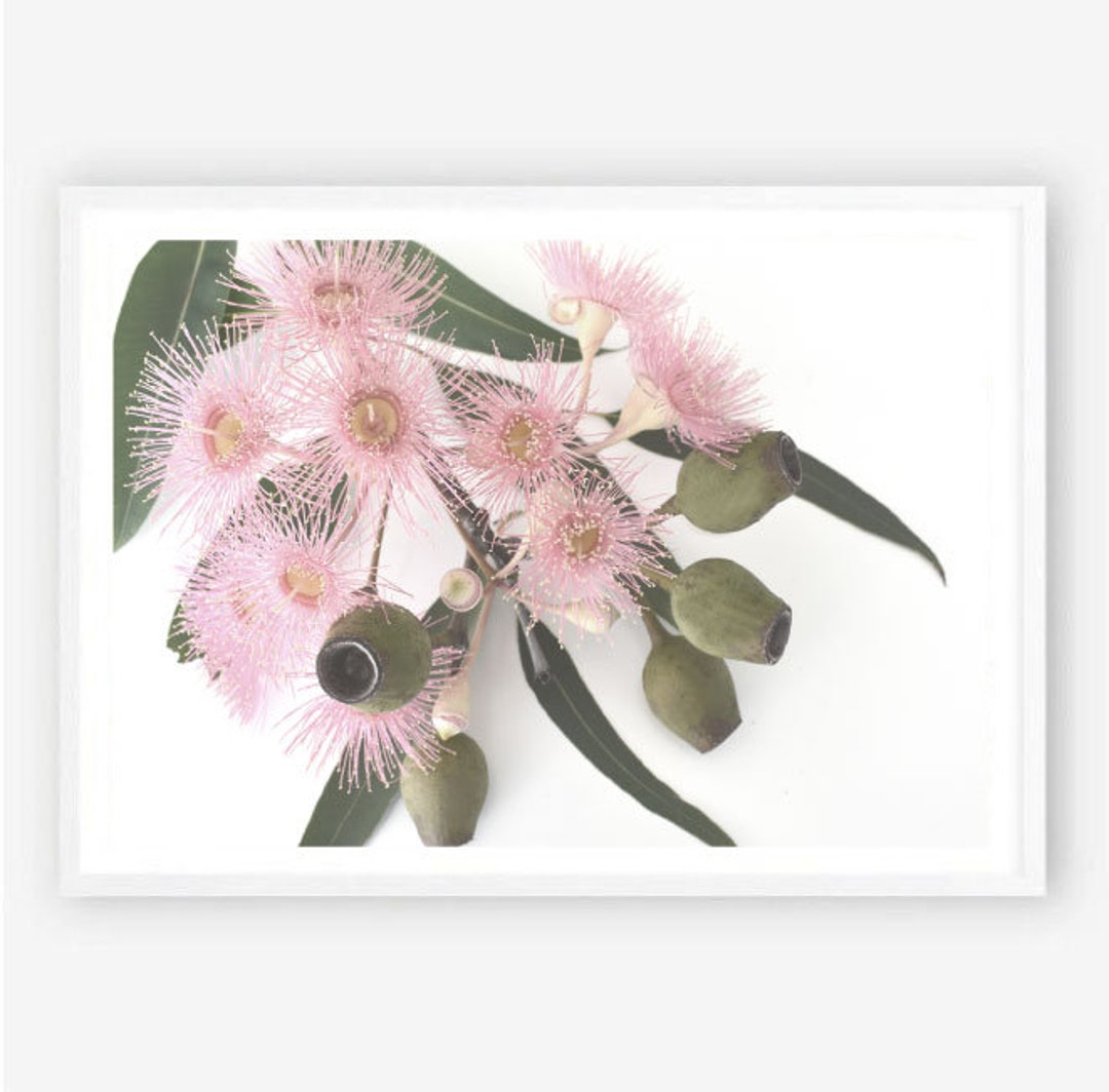 Gum Blossom Print, Gum Leaves Print, Gum Leaf Print, Australian Native ...