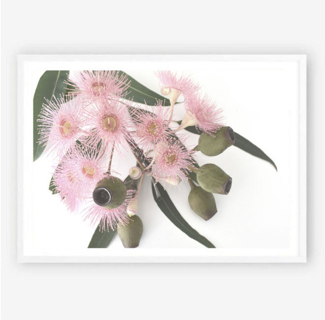 Gum Blossom Print Gum Leaves Print Gum Leaf Print - Etsy Australia
