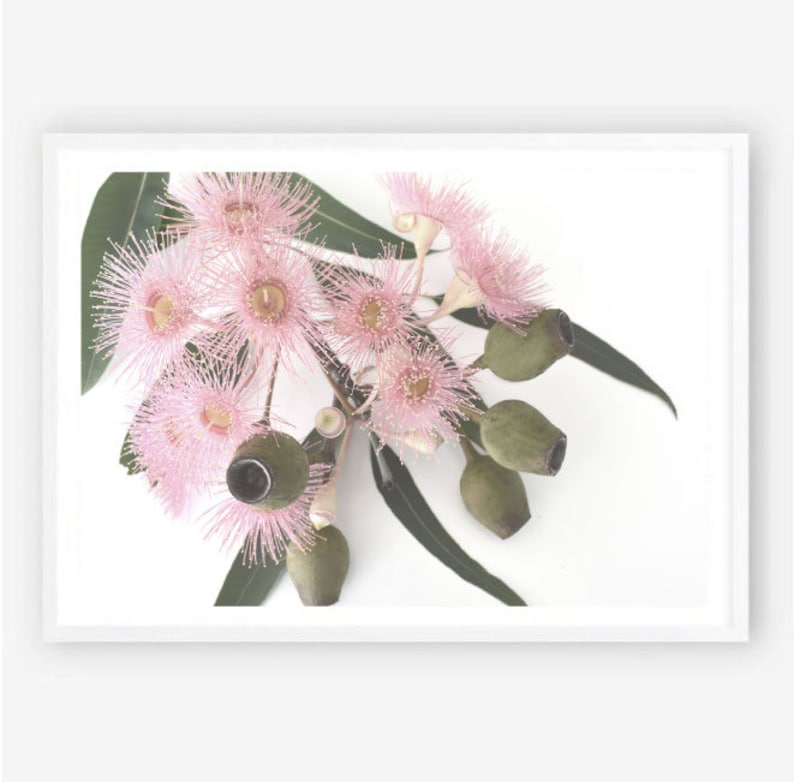 Gum Blossom Print Gum Leaves Print Gum Leaf Print - Etsy Australia