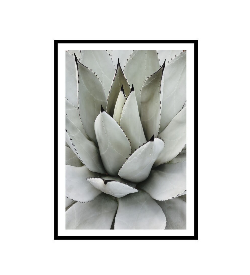 Agave Print, Plant Photography Print, Green Agave Poster Print ...