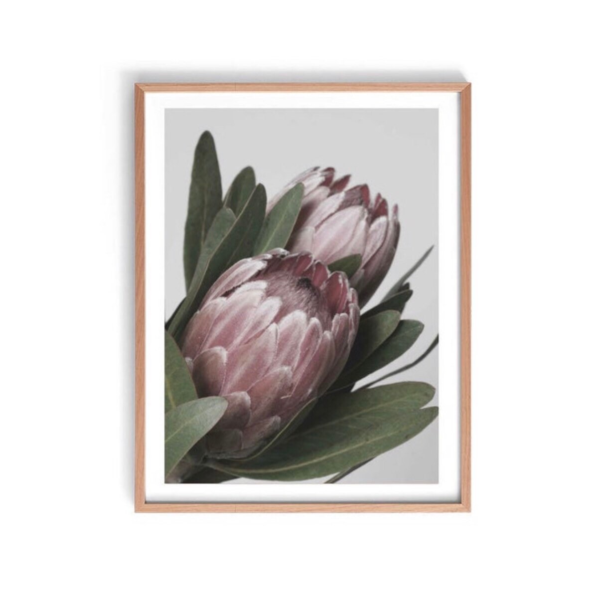 Protea Print Native Australian Print Australian Botanical | Etsy