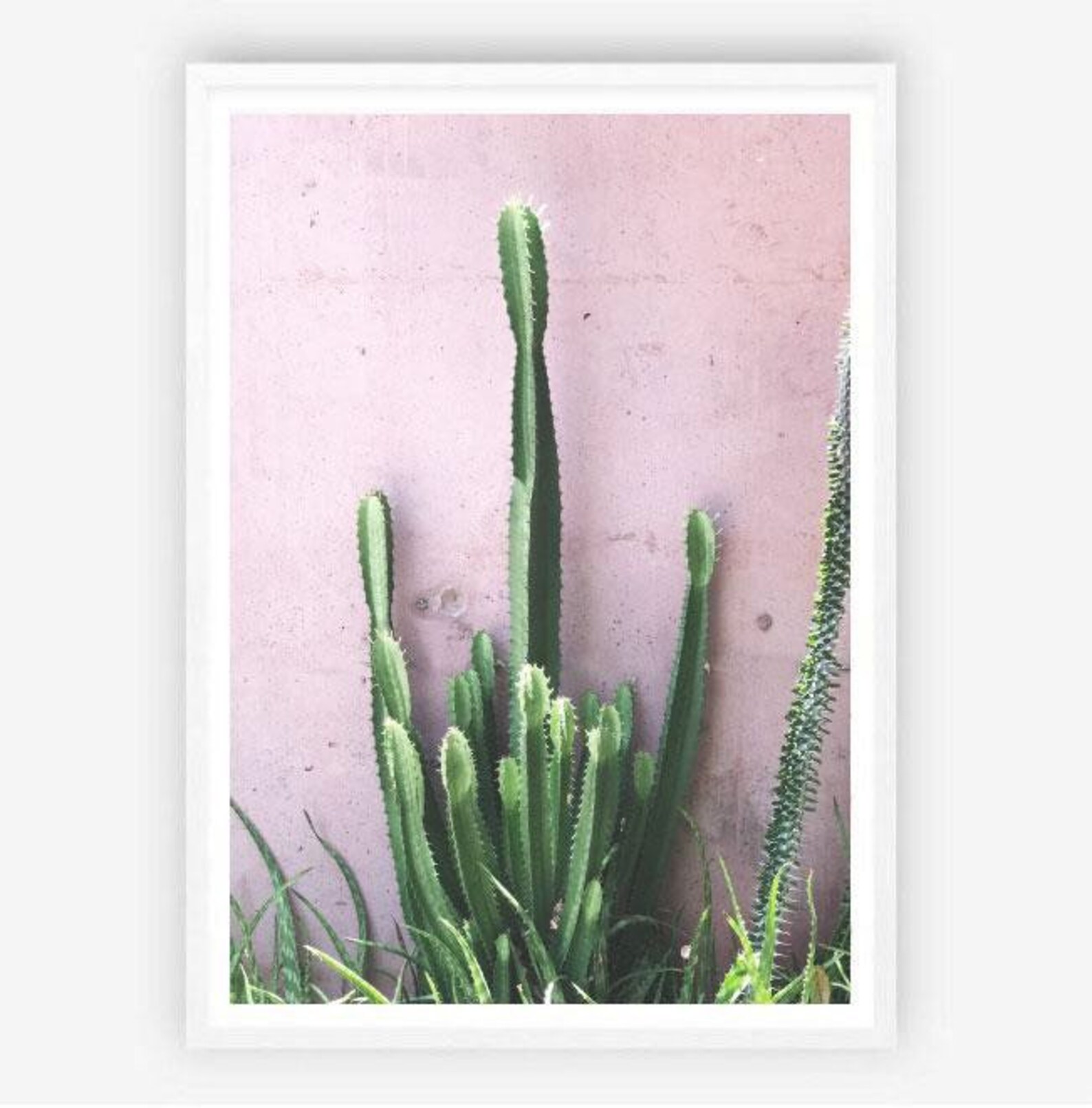 Cactus Print Cactus Photography Plant Prints Botanical - Etsy Australia