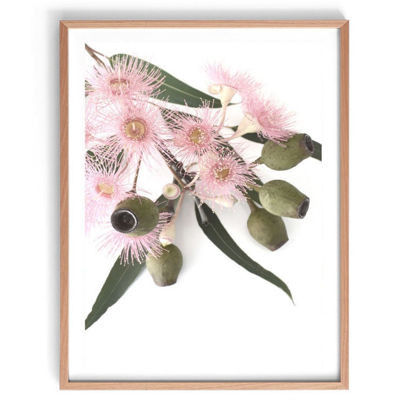 Gum Blossom Print Gum Leaves Print Gum Leaf Print - Etsy Australia