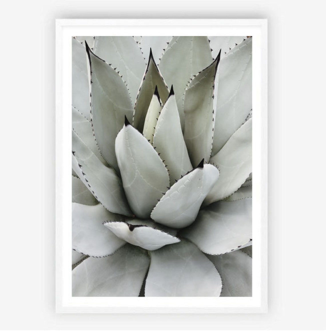Agave Print Plant Photography Print Green Agave Poster - Etsy