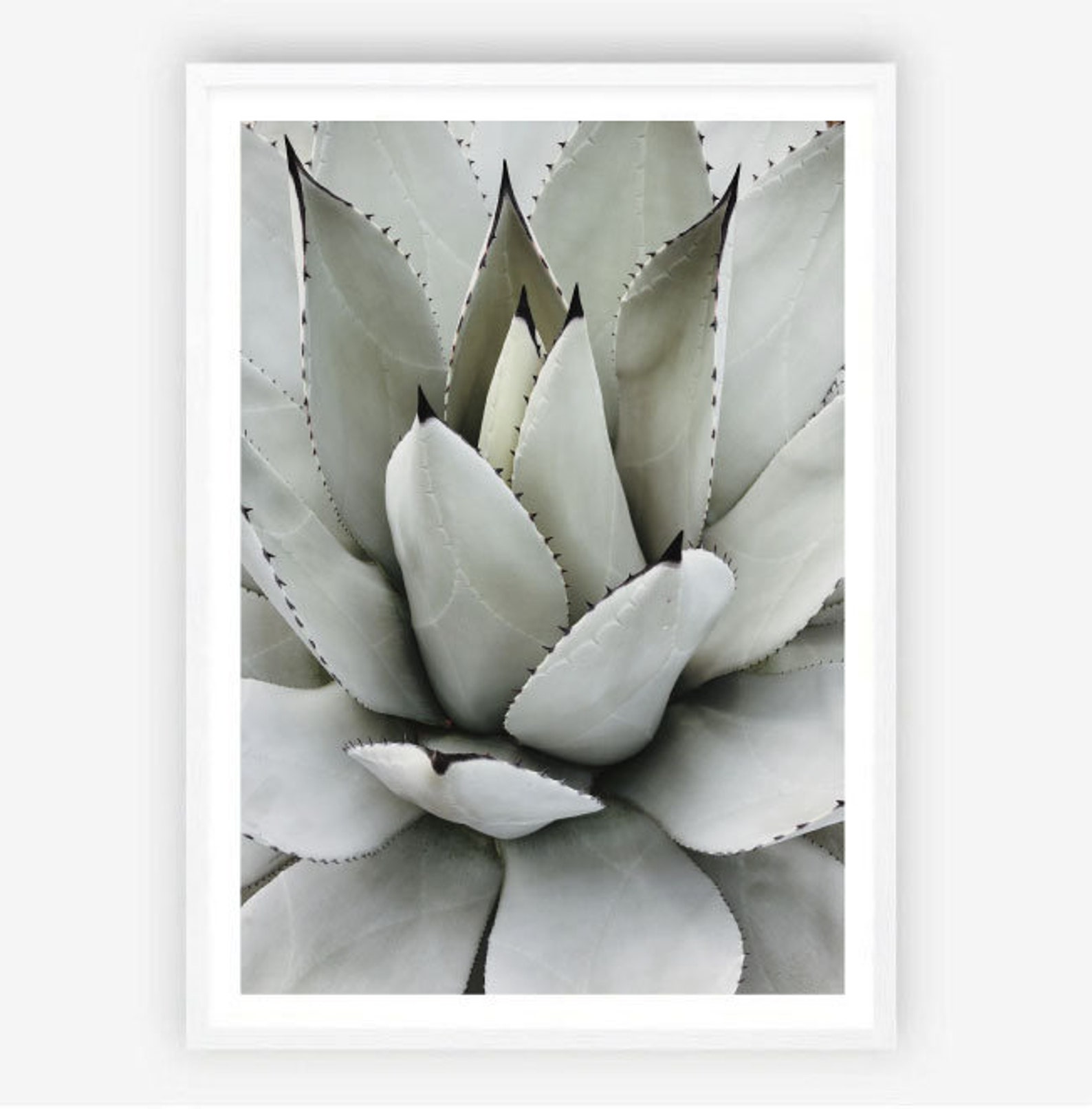 Agave Print Plant Photography Print Green Agave Poster - Etsy