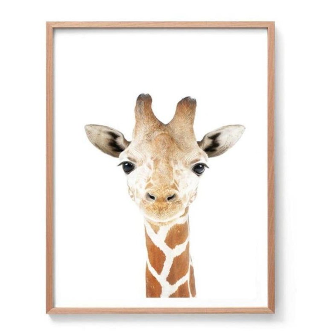 Baby Giraffe Print, Exclusive Photography Print - Etsy