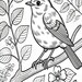 Singing Birds Coloring Book. Instant Download PDF Colouring Printable ...