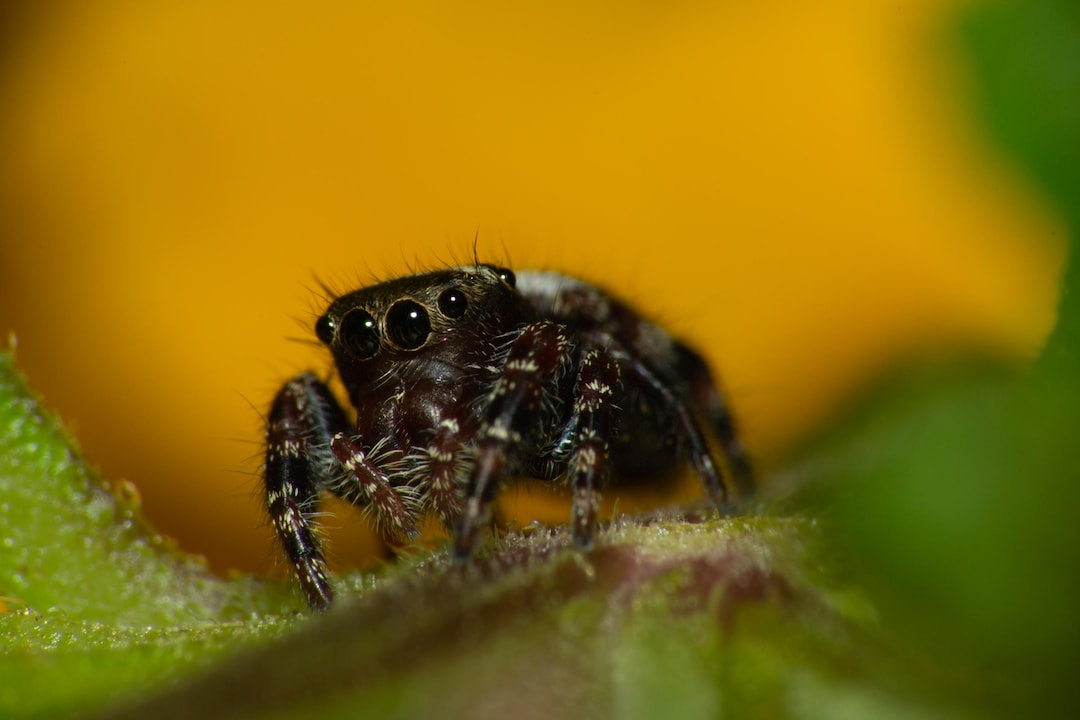 Adorable Fuzzy Jumping Spider 24X36 Canvas Print - Macro Photography ...