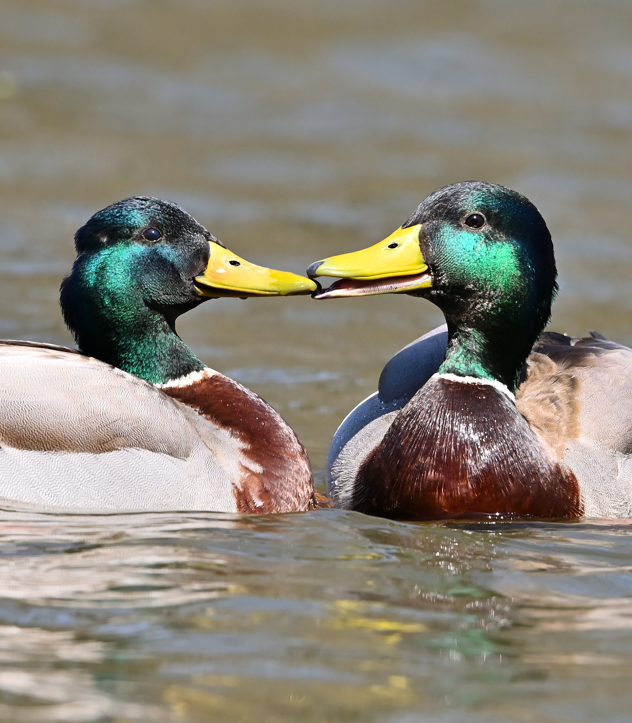 Kissing Mallard Ducks - Etsy