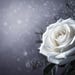 Elegant Funeral Backgrounds: Floral Memorial Card Designs (digital ...