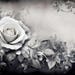 Elegant Funeral Background Designs: Floral Memorial Card Templates ...