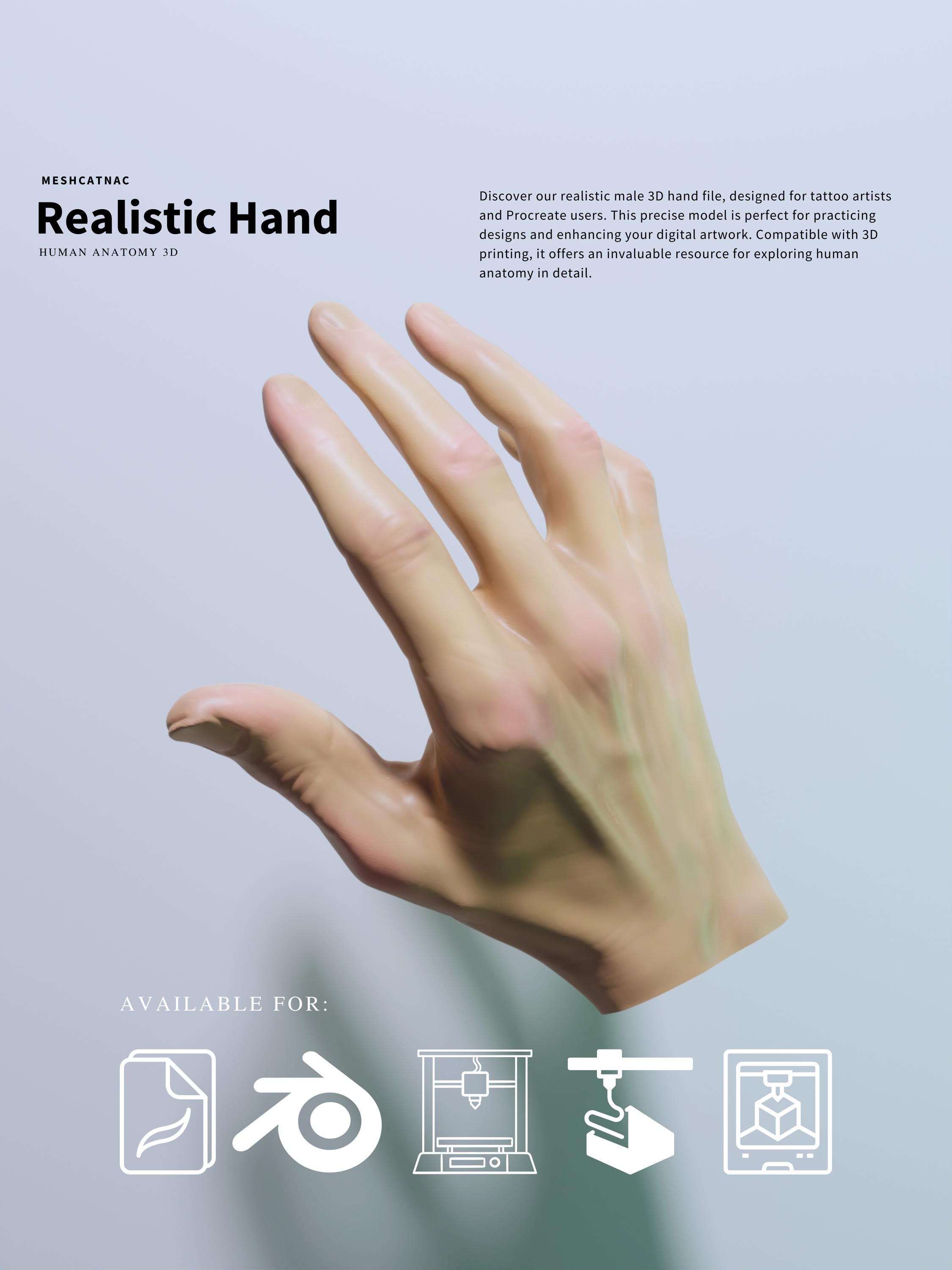 Realistic 3D Procreate Hand / Procreate Model / Male 3D / Human Anatomy ...