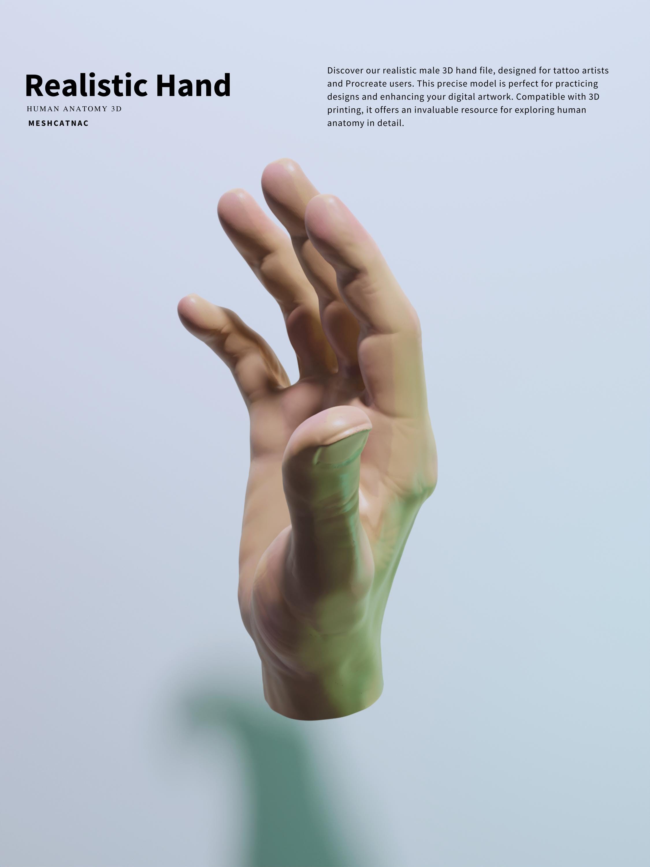 Realistic 3D Procreate Hand / Procreate Model / Male 3D / Human Anatomy ...