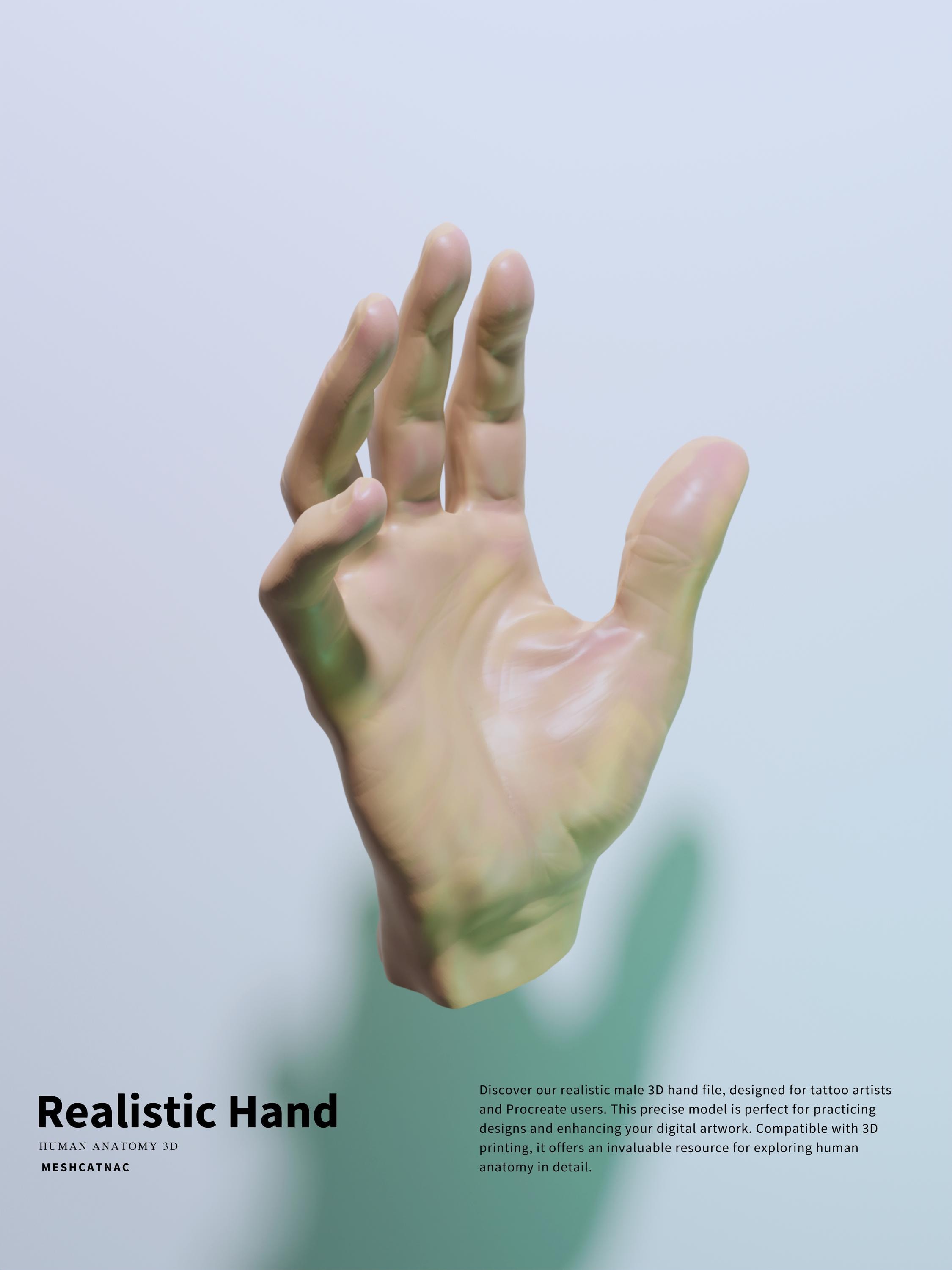 Realistic 3D Procreate Hand / Procreate Model / Male 3D / Human Anatomy ...