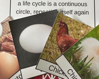 Chicken Life Cycle Activities | Homeschool Printable | Life Cycle of a ...