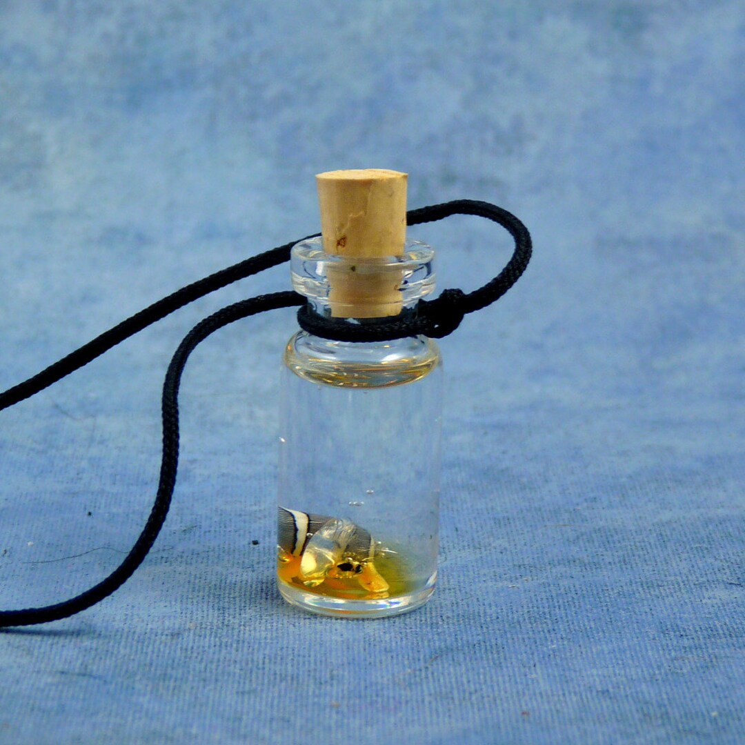 Hermit Crab Specimen Jar Necklace, Handmade Science Jewelry - Etsy