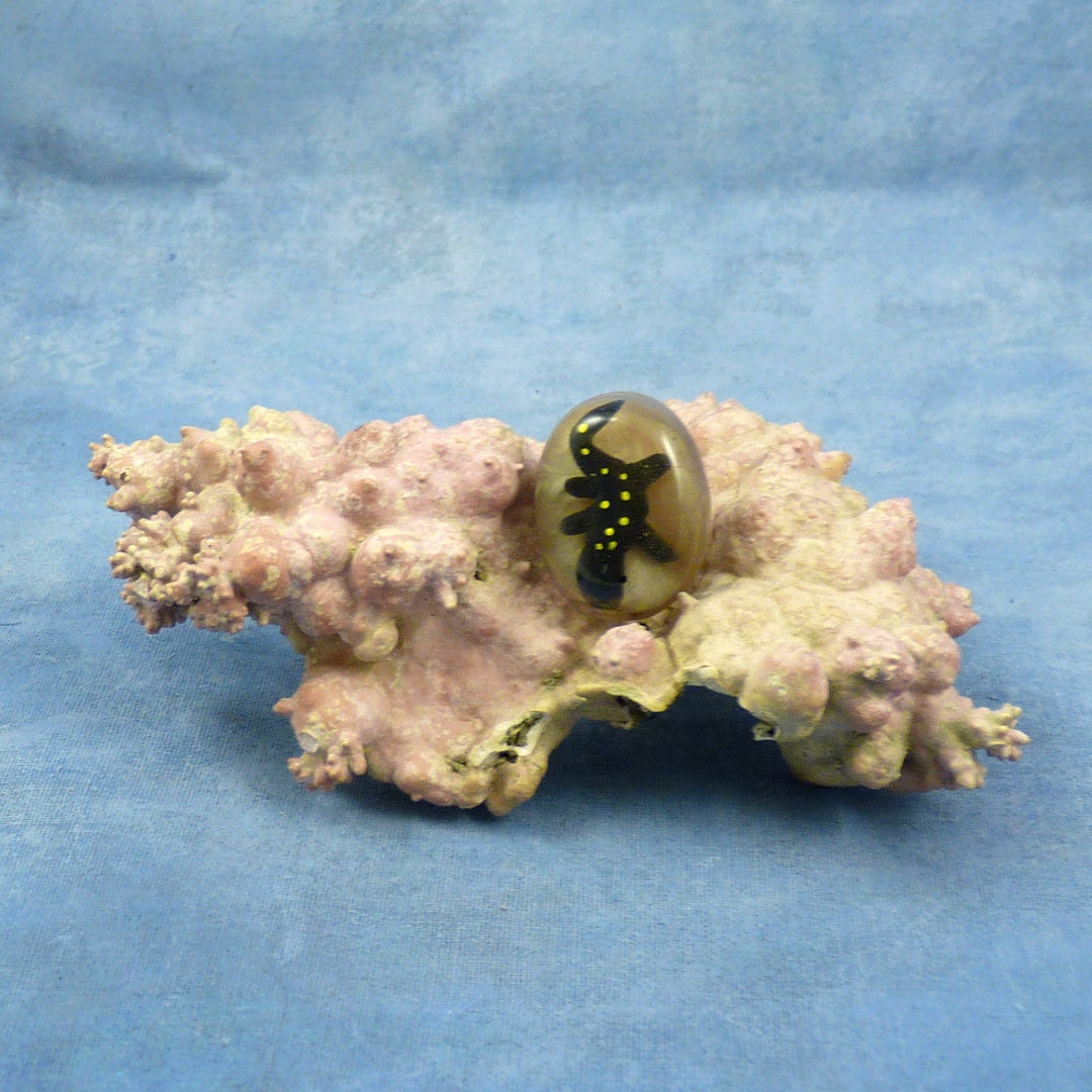 Encapsulated Salamander Specimen Pin, Handmade Biology Jewelry - Etsy
