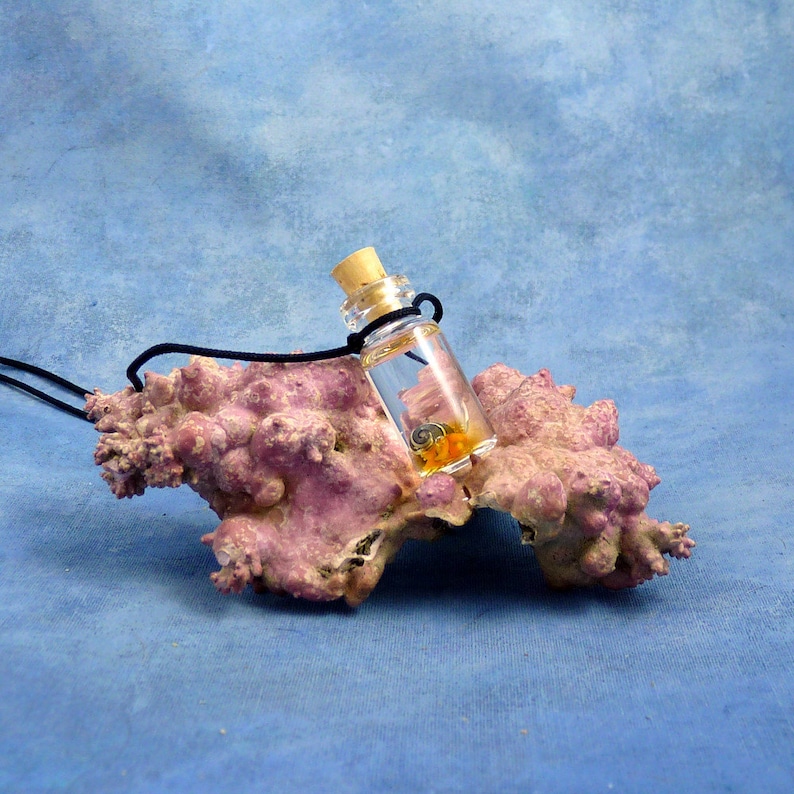 Hermit Crab Specimen Jar Necklace, Handmade Science Jewelry - Etsy