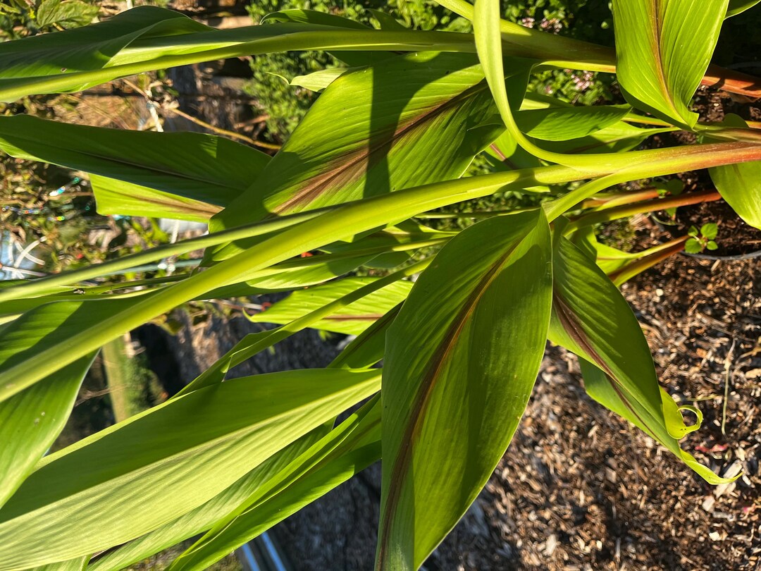 Blue Turmeric (curcuma Caesia) - Etsy