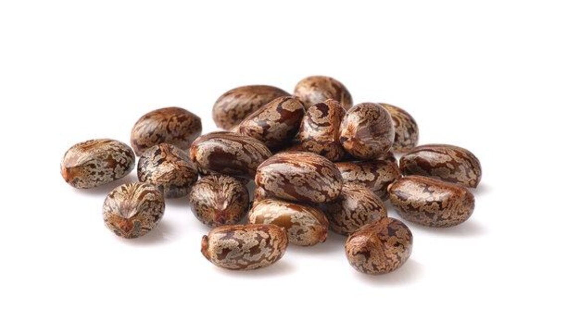 Ogiri Okpei - Traditional Nigerian Fermented Seasoning (four) - Etsy