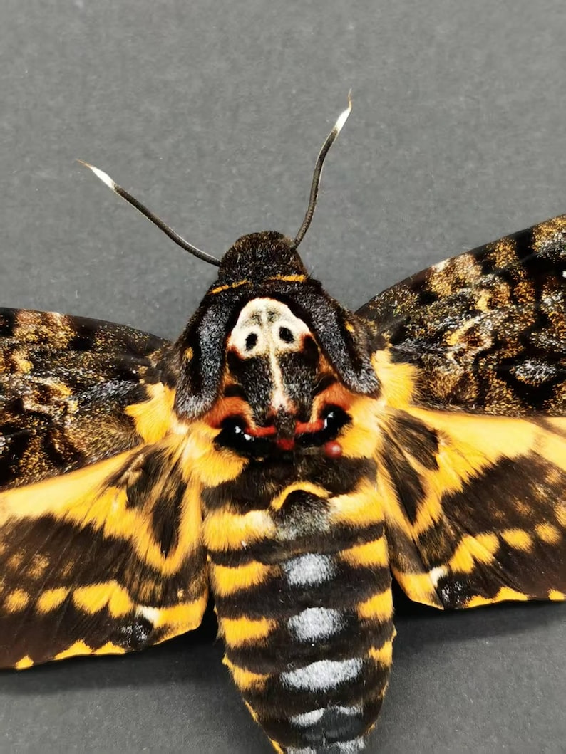 Death's-head Hawkmoth Specimen - Closed or Open Wings Option, DIY ...
