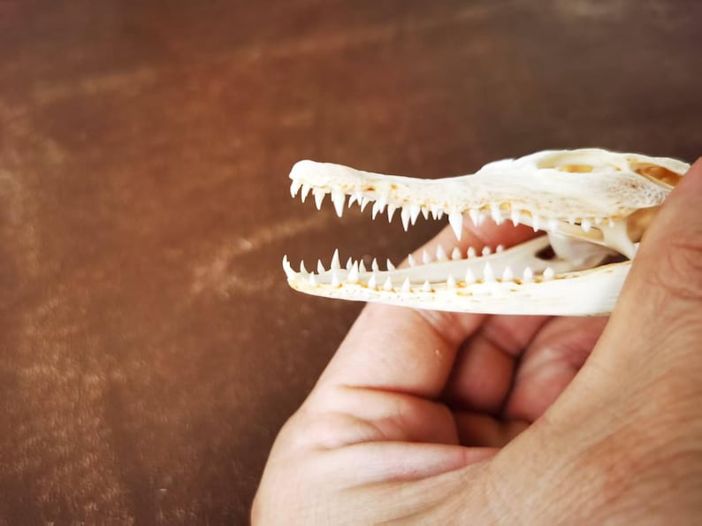 Mini Real Alligator Skull (5–10 Cm) – Cleaned Bone Curio for Display ...