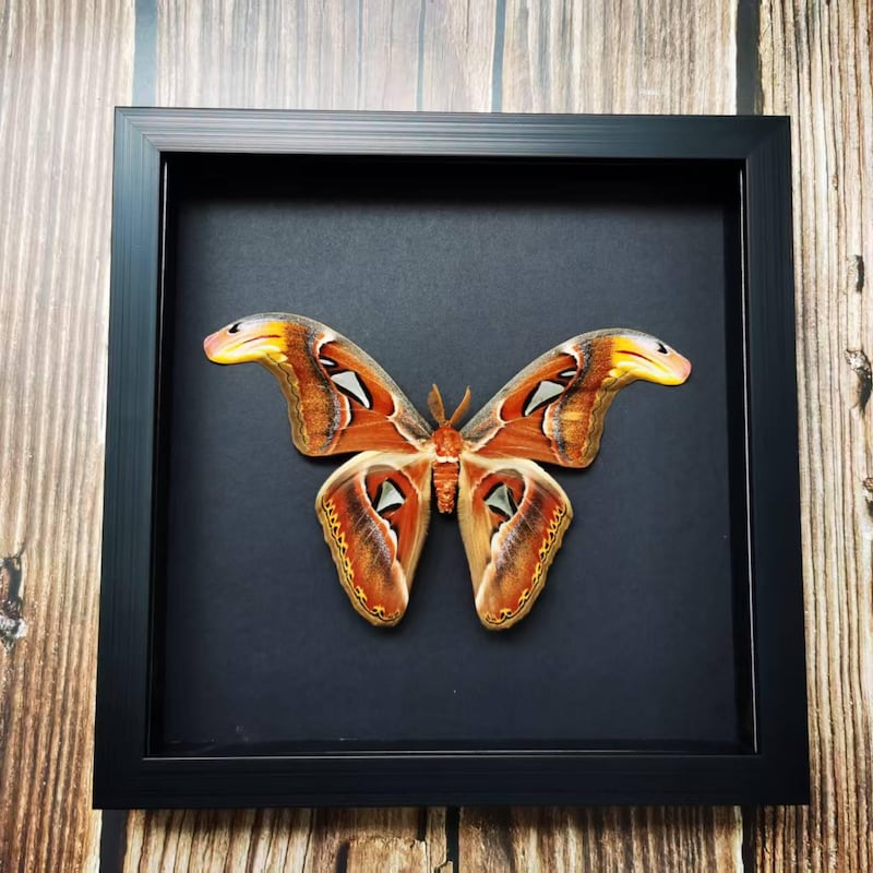 Butterflies Wall Art Real - Etsy