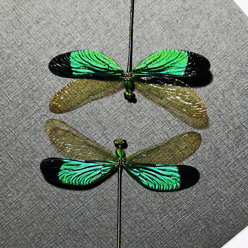 Premium Leech Debris "filesfly" - Etsy New Zealand
