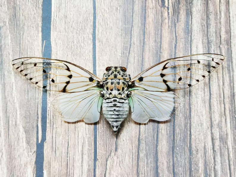 Real Ghost Cicada – Ayuthia Spectabilis – Authentic A1 Quality, Spread ...