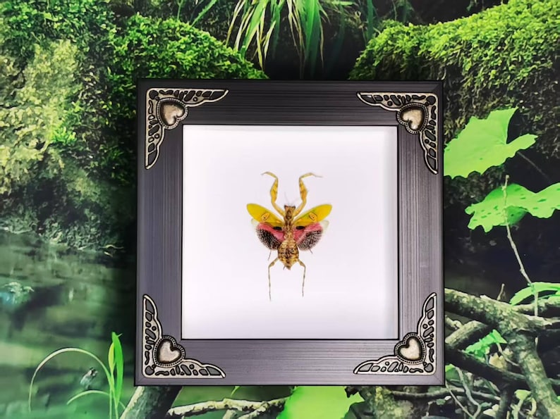Framed Jeweled Flower Mantis | Preserved Insect Taxidermy | Gothic ...