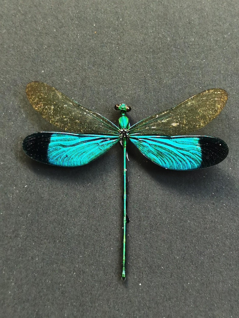 Brilliant Teal Damselfly | Real A1 Dragonfly Specimen | Framed Insect ...