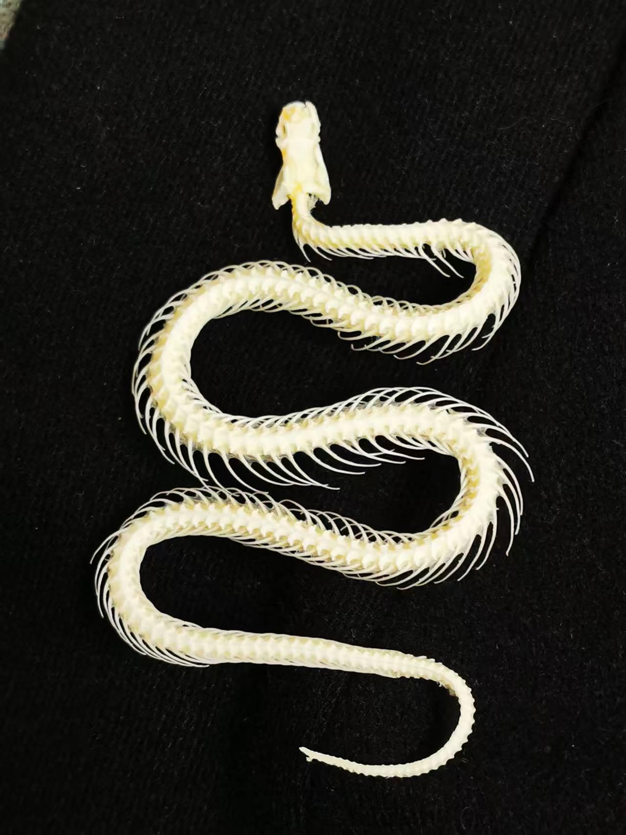 Exquisite Snake Skeleton: A Natural Masterpiece for Creative ...