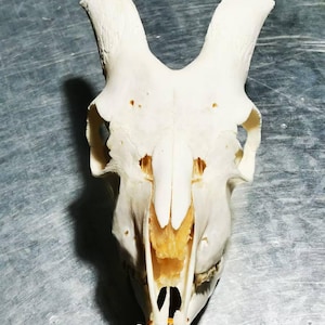 Ethical Goat Skull - Bleached & Sanitized, Unique Natural Décor for ...