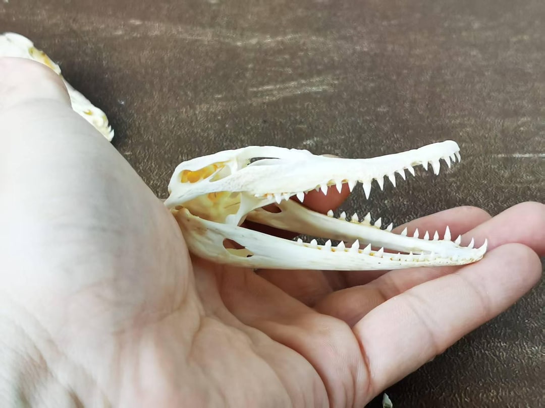 Mini Real Alligator Skull (5–10 Cm) – Cleaned Bone Curio for Display ...
