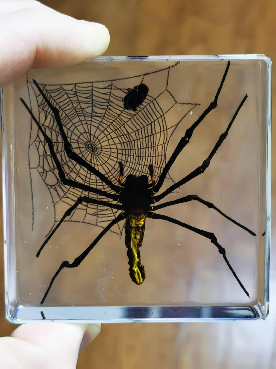 Spider Specimen Encased in Resin Spider Web With Insect Prey Natural ...