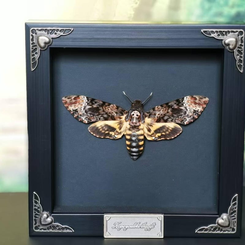 Gothic Moth Shadow Box - Etsy