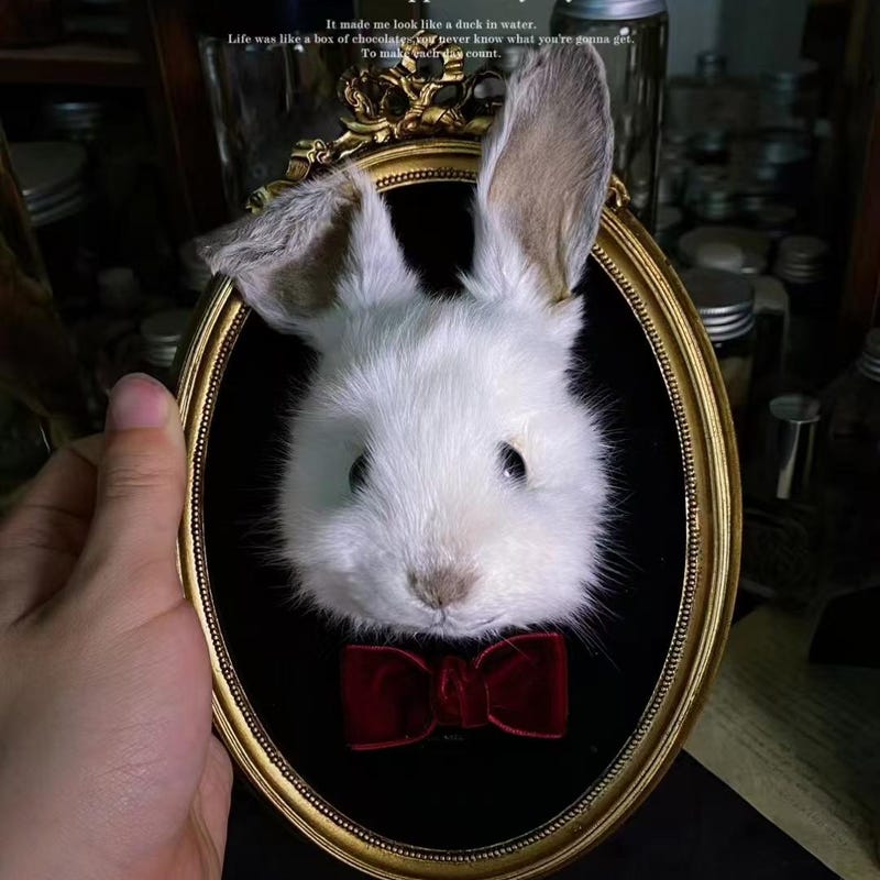 Preserved Rabbit Heads - Etsy
