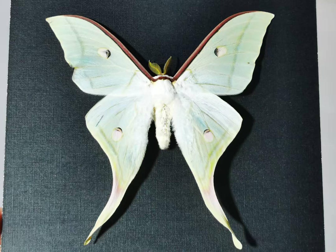 Real Luna Moth Specimen – Green Actias Luna Unmounted Dried Insect for ...