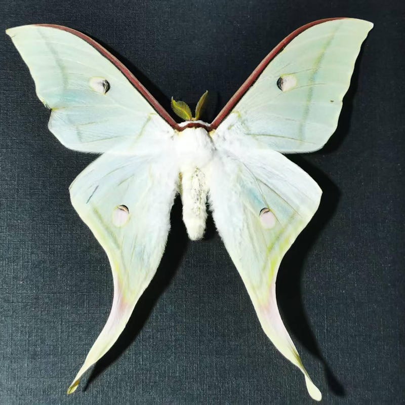 Dried Pinned Moth - Etsy