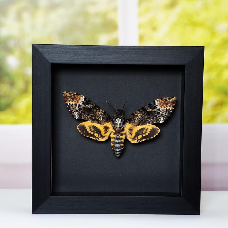 Moth Taxidermey Art - Etsy