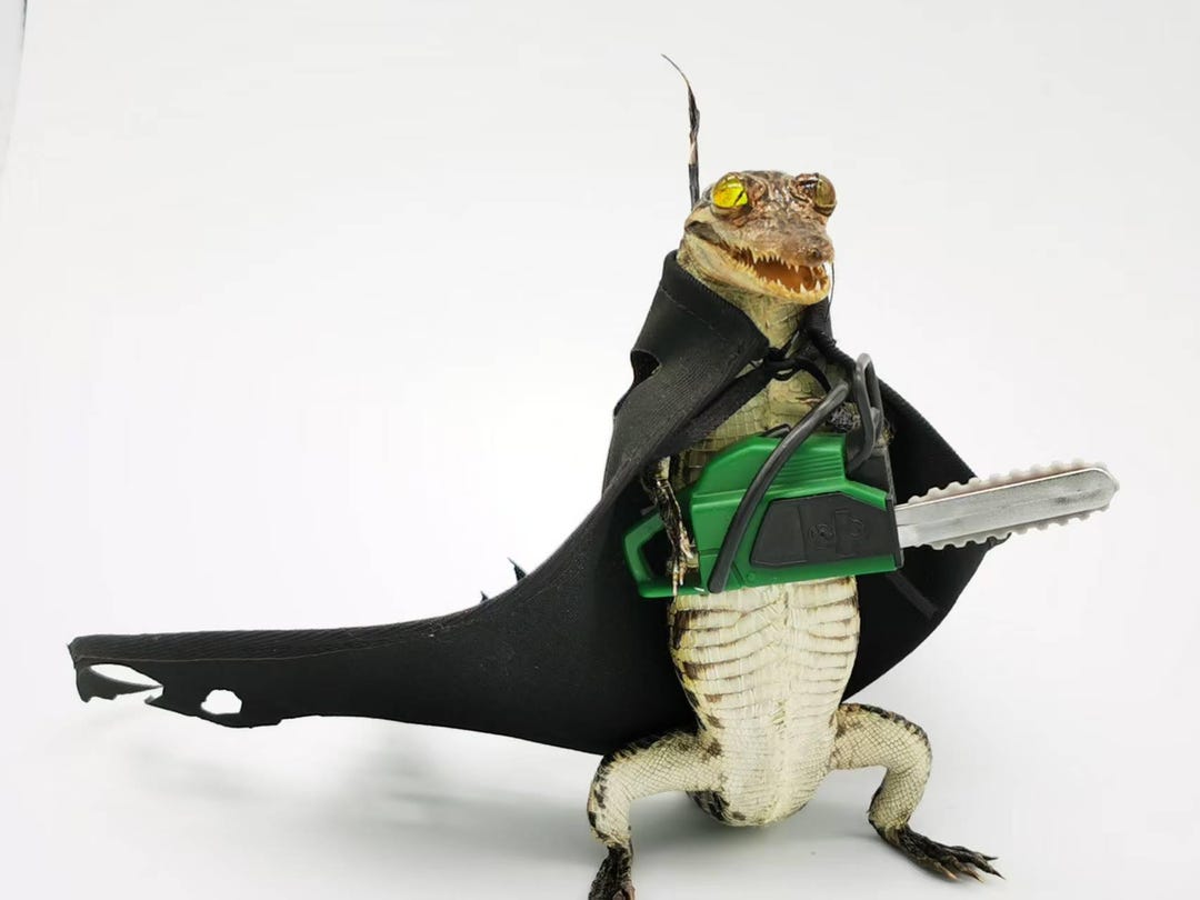 Whimsical Alligator Decor With Cape – Creative Display for Oddities ...