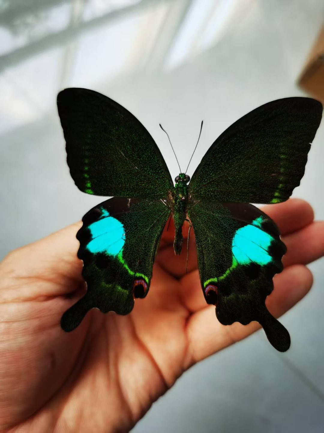 Papilio Paris Butterfly – Natural Insect Specimen (spread or Closed ...