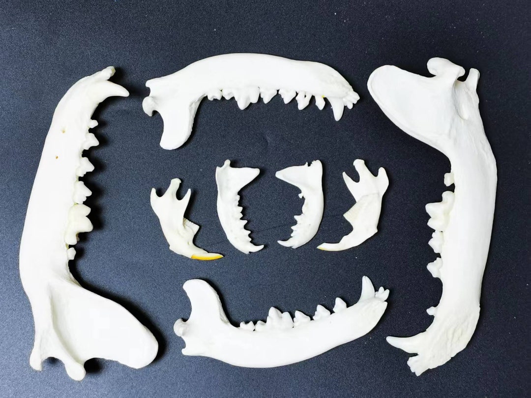 Authentic Animal Jawbone Specimen, Coyote, Red Fox, Mink, - Perfect for ...