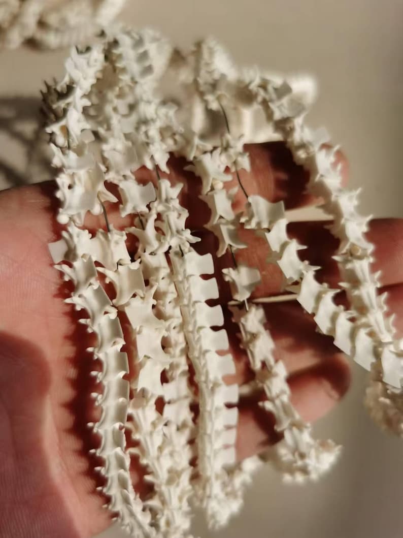 A Whole Genuine Rattlesnake Vertebrae Bead - Unique Natural Crafted ...