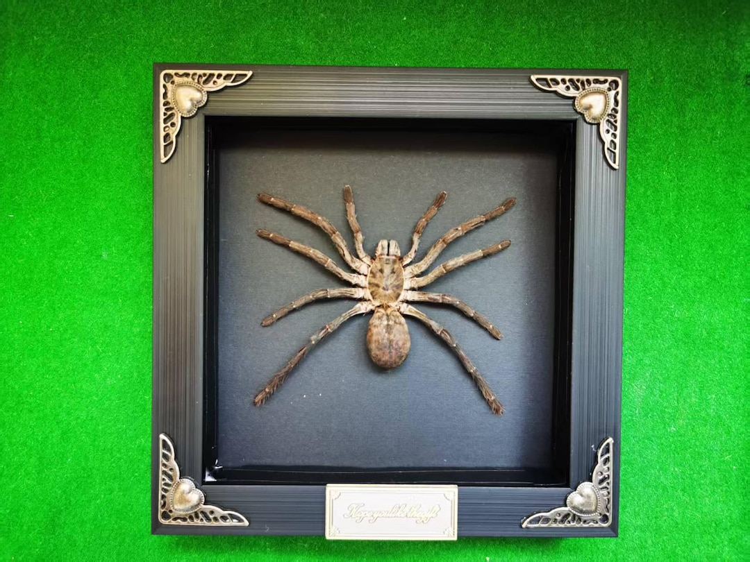 Goliath Birdeater Tarantula | Framed Real Spider Taxidermy | Unique ...