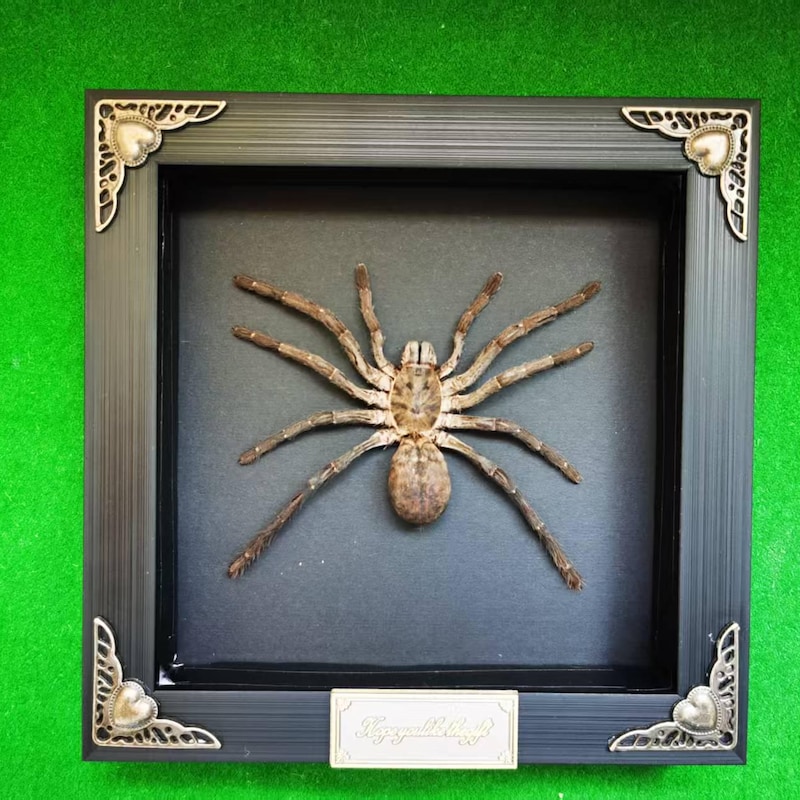 Taxidermys Framed - Etsy UK